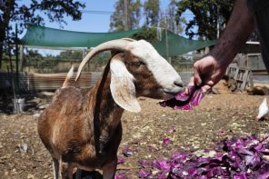 Sustainable Food Cycle | Get wilder Blog | wildbrine